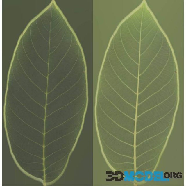 PBR Texture – Bush Leaf 01