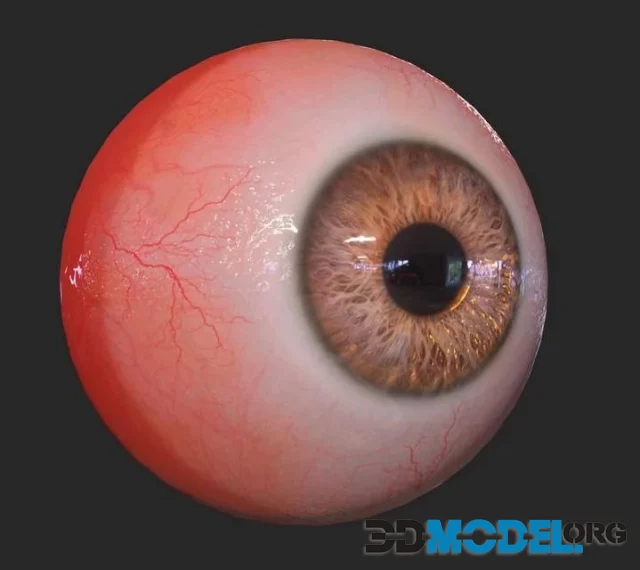 3D Model – Eye (PBR)