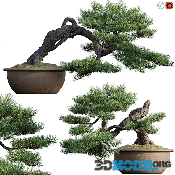 3D Model – Pine Bonsai 03