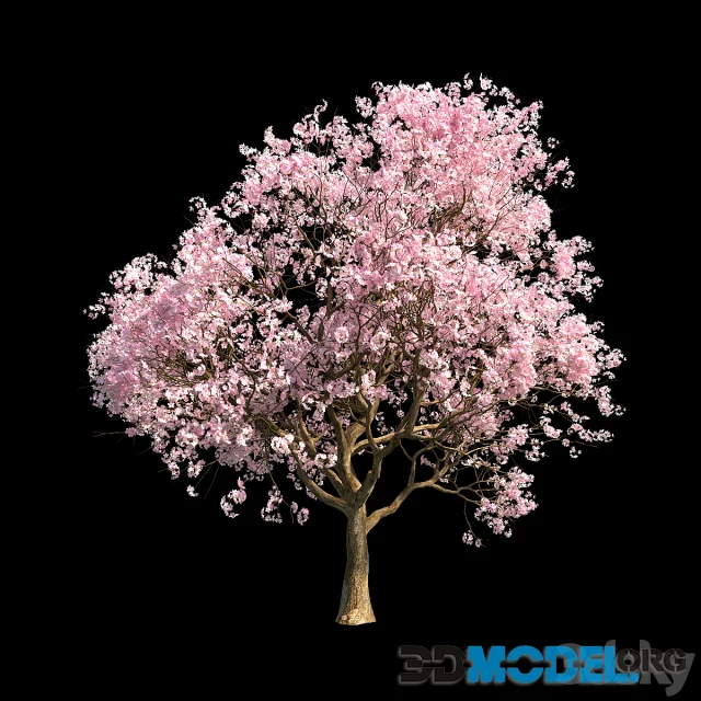 3D Model – Sakura 5