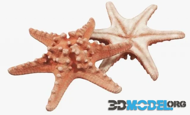 3D Model – Starfish