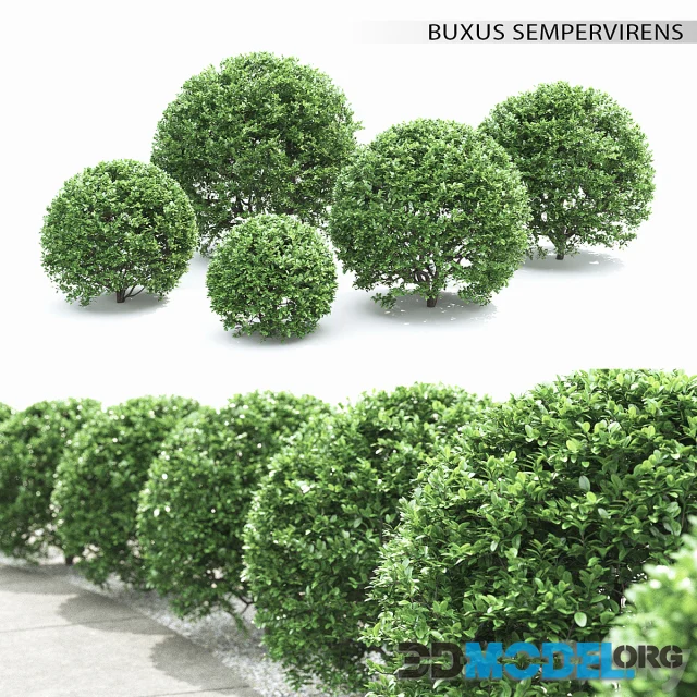 3D Model – Buxus