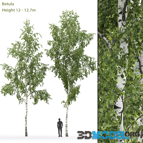 3D Model – Birch 001