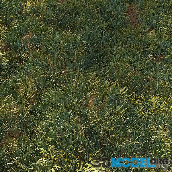 3D Model – June Grass