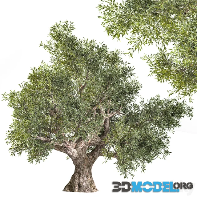 3D Model – olive tree 02