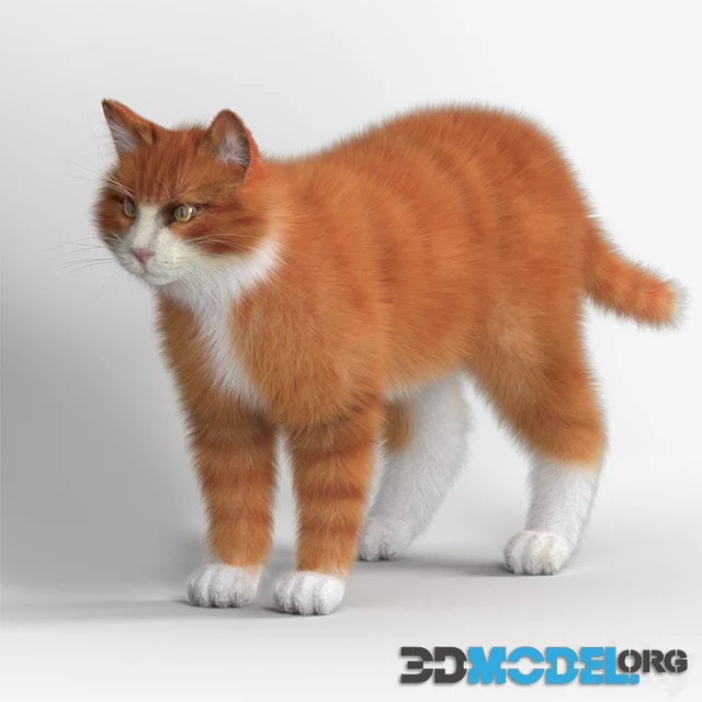 3D Model – Red Cat