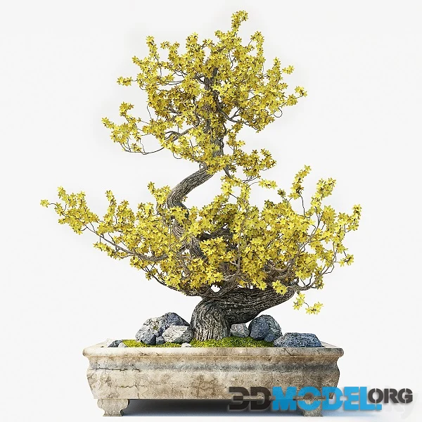 3D Model – Bonsai 0001