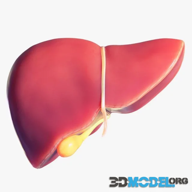 3D Model – Human Liver (PBR)