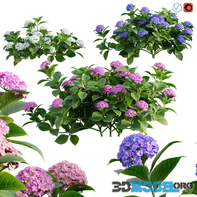3D Model – Hydrangea 02