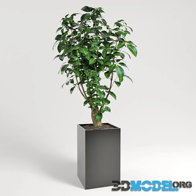 3D Model – Plant 004