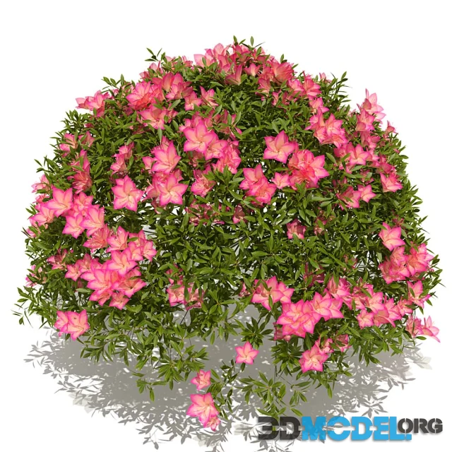 3D Model – Azalea bush
