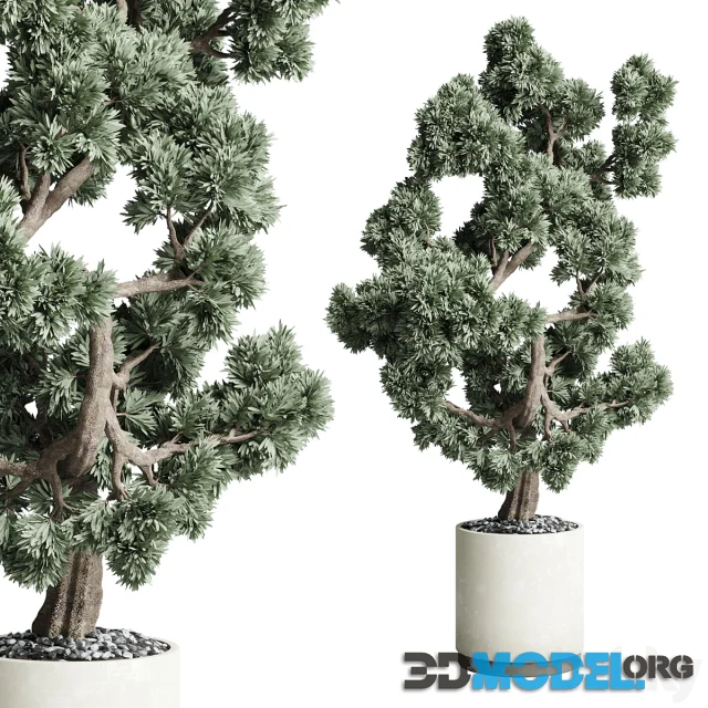 3D Model – Bonsai 02