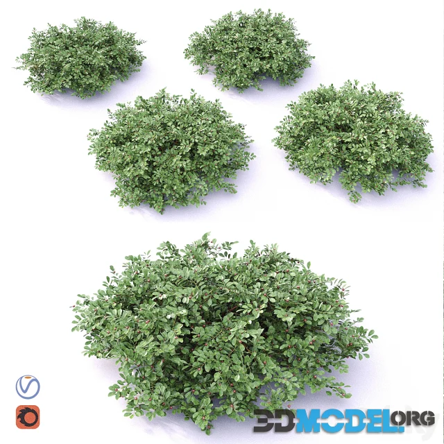 3D Model – Cotoneaster
