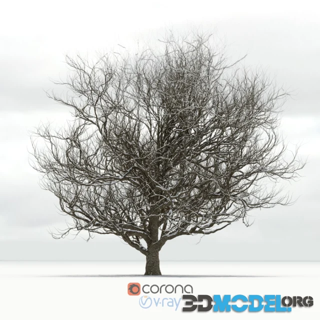 3D Model – Oak with snow