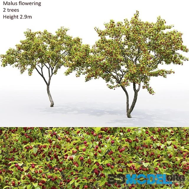 3D Model – Malus tree