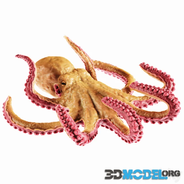 3D Model – Octopus