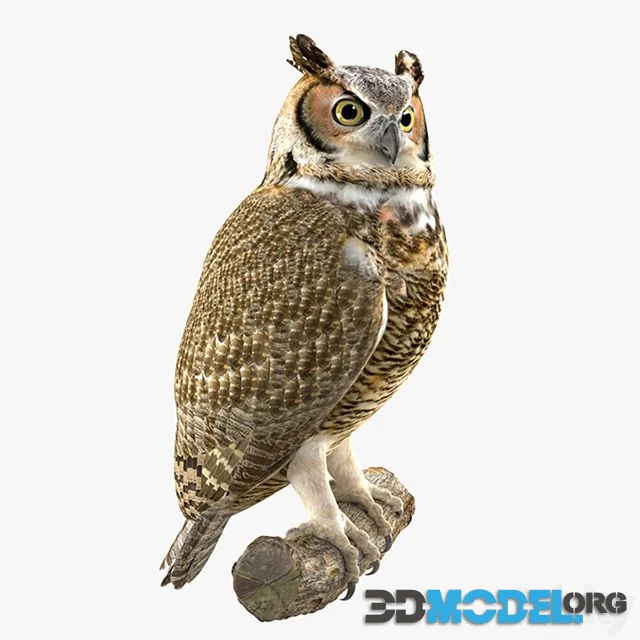 3D Model – Owl