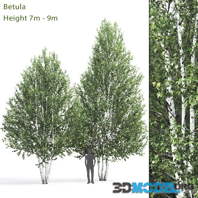 3D Model – Birch 7-9m