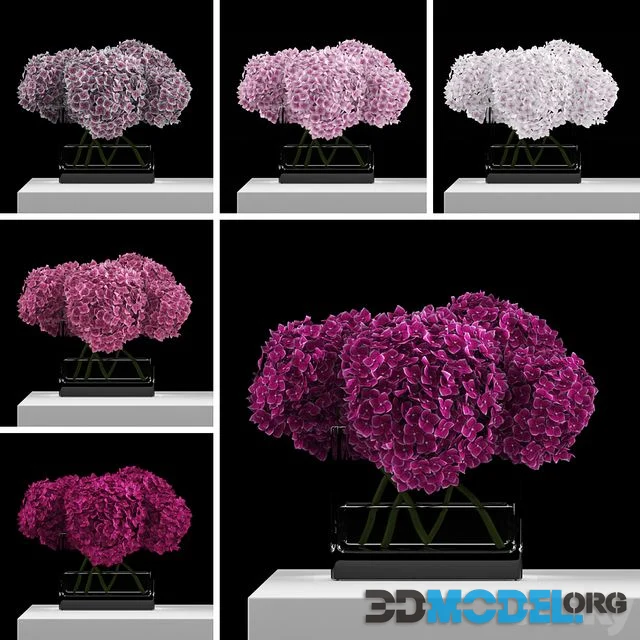 3D Model – Pink hydrangeas