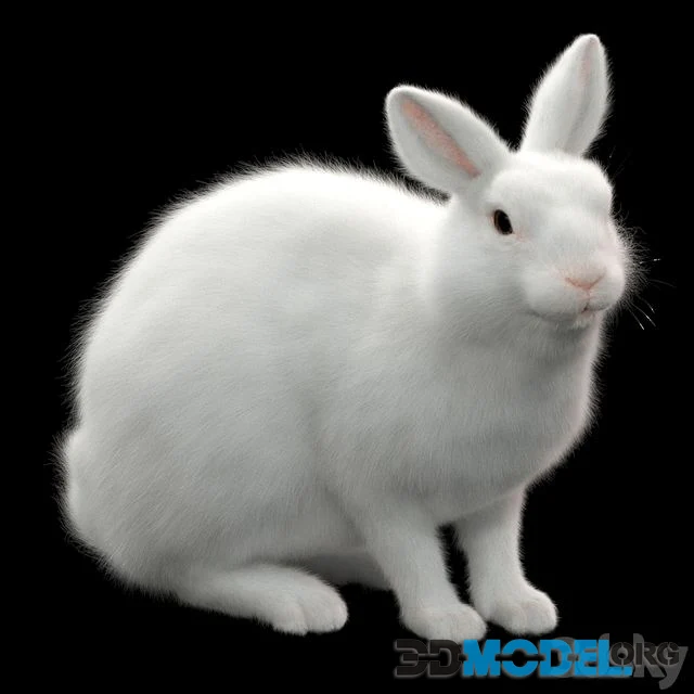 3D Model – Rabbit white