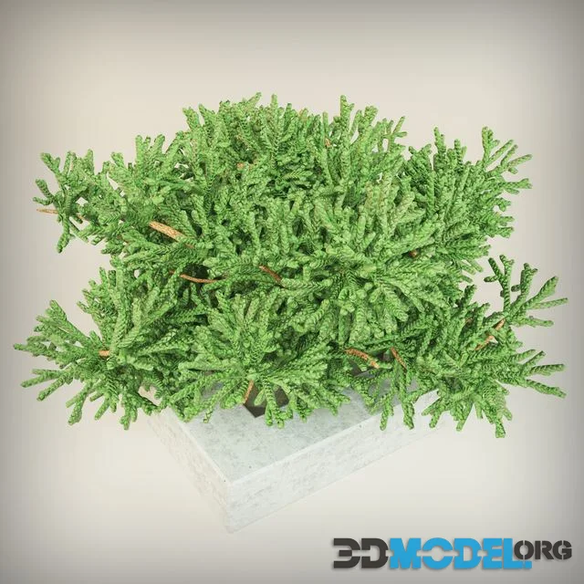 3D Model – Juniper
