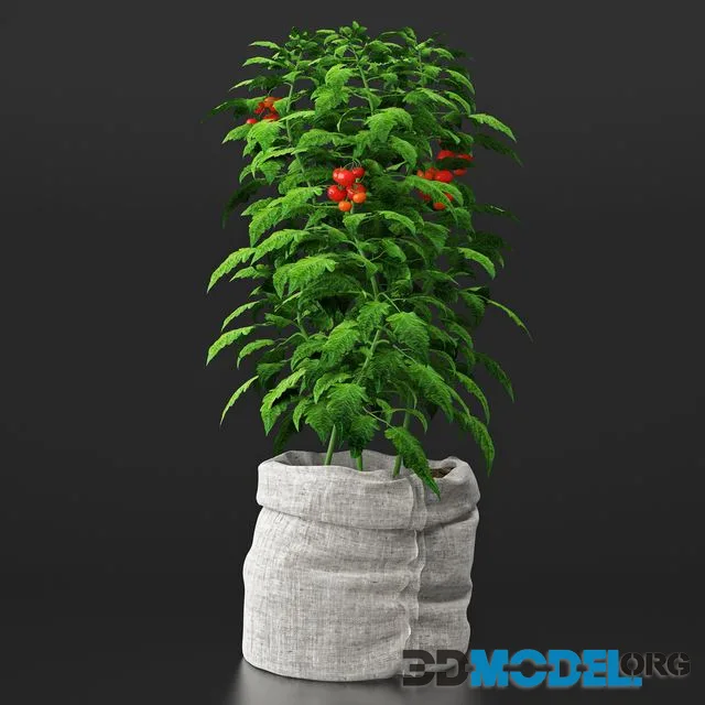 3D Model – Tomato plant