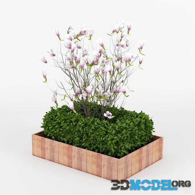 3D Model – Magnolia_II