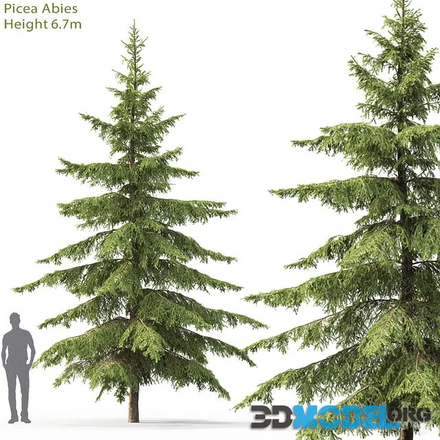 3D Model – Spruce 002