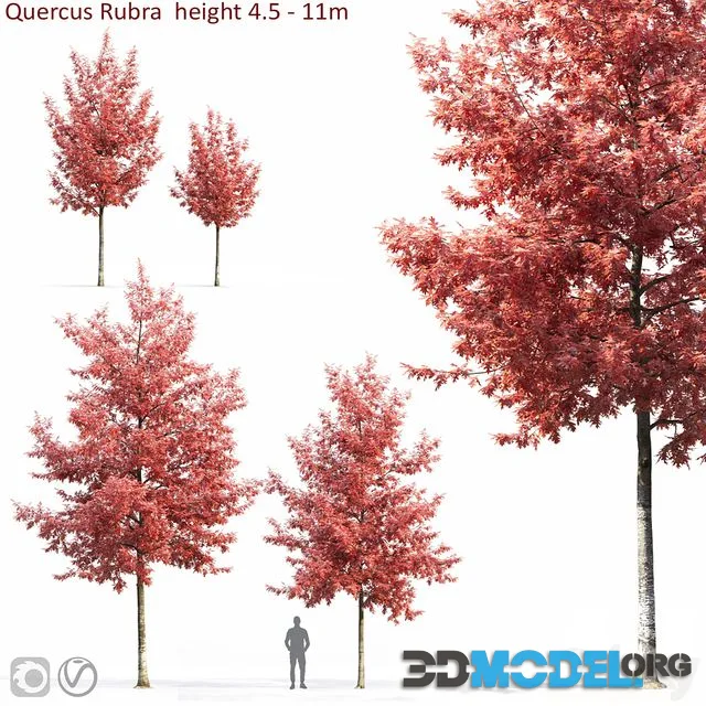 3D Model – Quercus Rubra