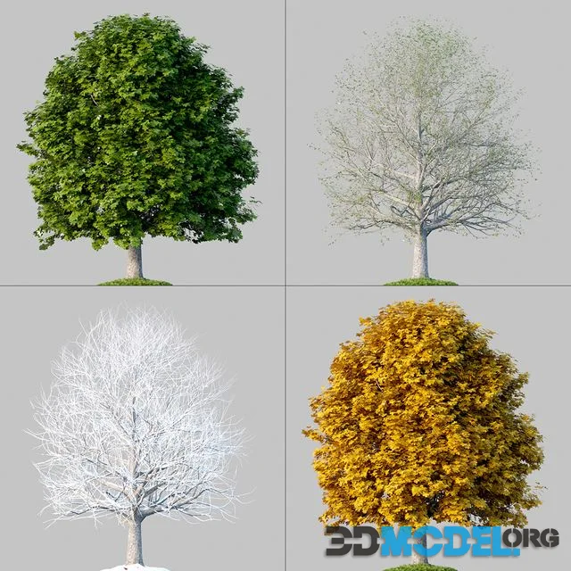 3D Model – Oak 4 Seasons