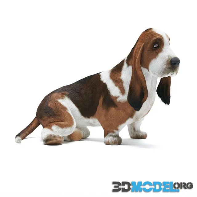 3D Model – Basset Hound