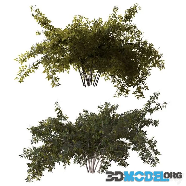3D Model – Bush