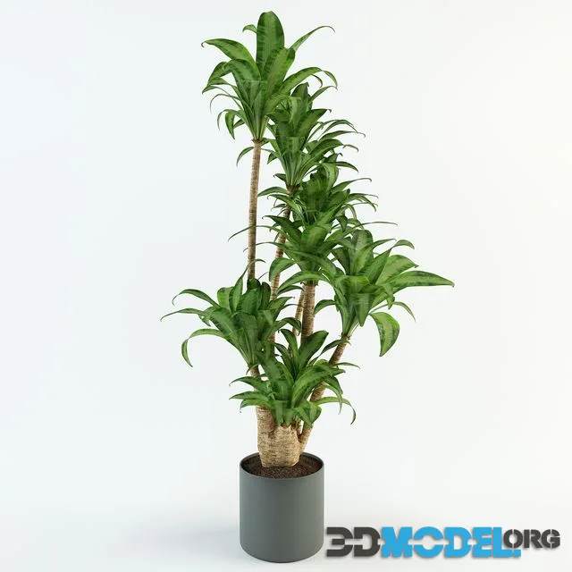 3D Model – Dracaena
