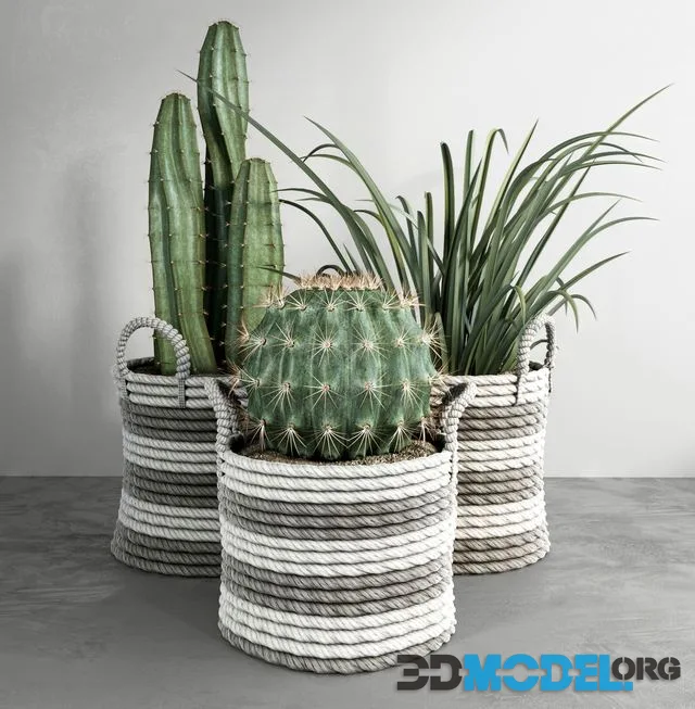 3D Model – Cactus set