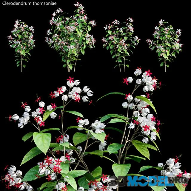 3D Model – Clerodendrum 01