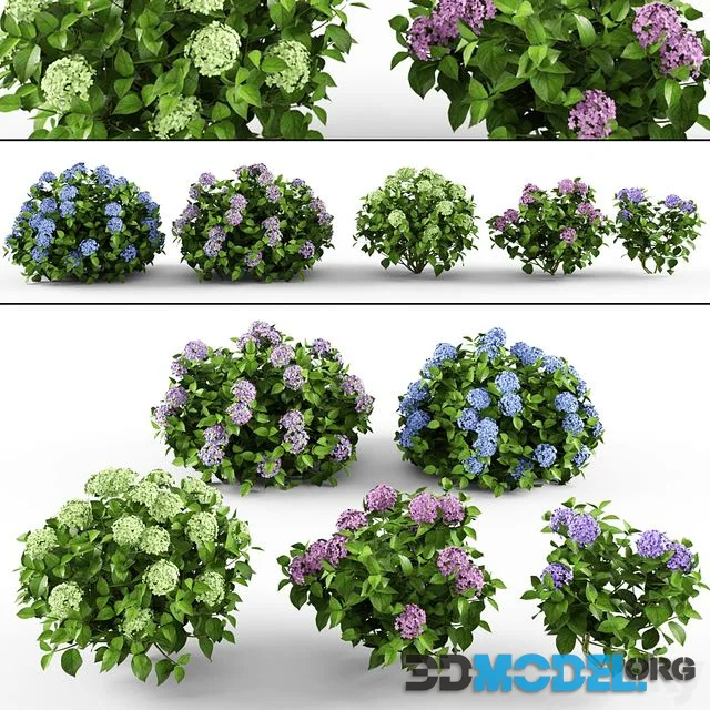 3D Model – Hydrangea