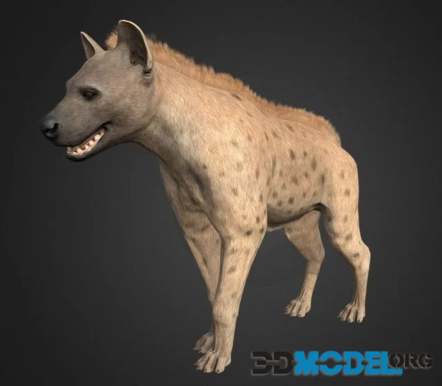 3D Model – Hyena