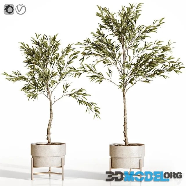3D Model – Olive tree 2