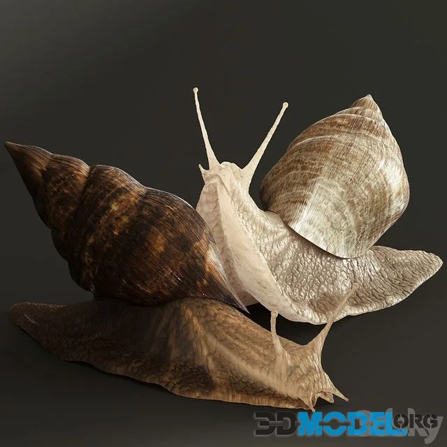 3D Model – Snails
