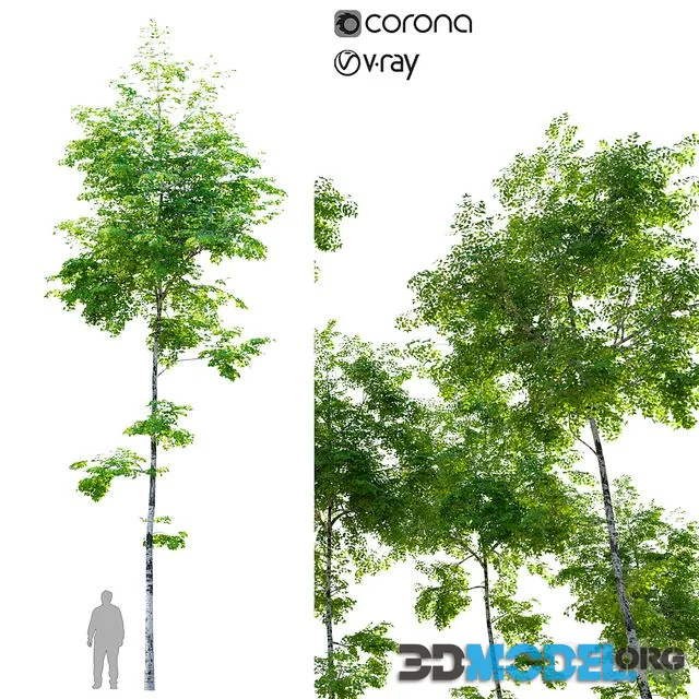 3D Model – Birch tree