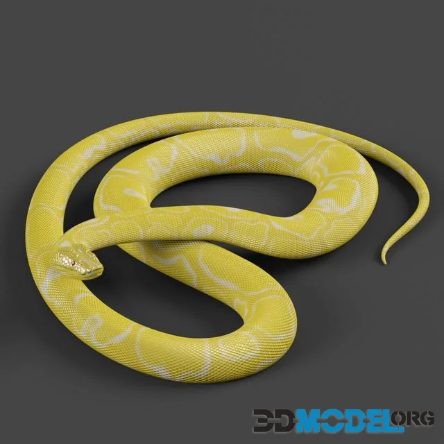 3D Model – Tiger python