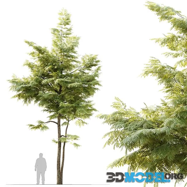 3D Model – Ash tree_10