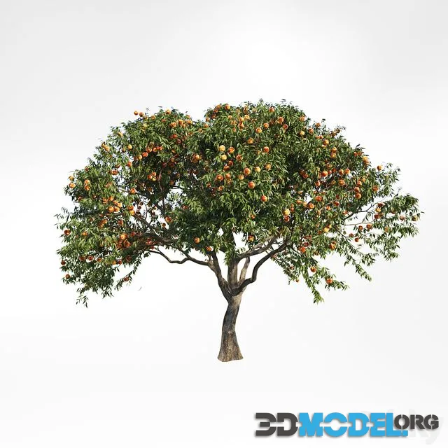 3D Model – Peach tree 2