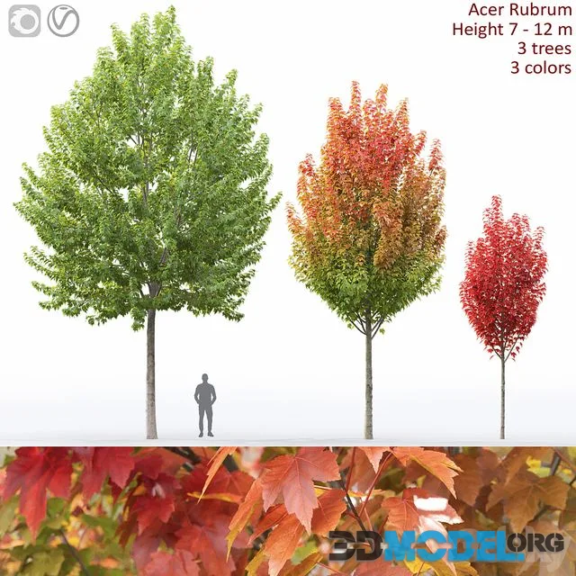 3D Model – Acer