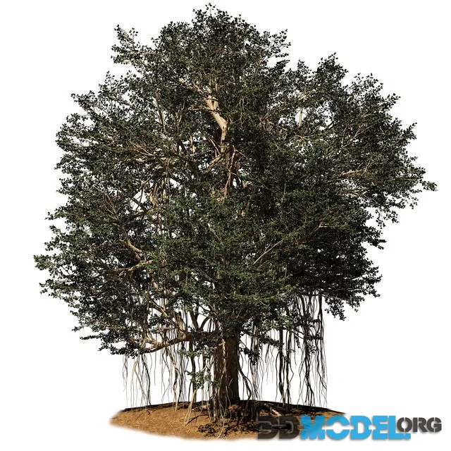 3D Model – banyan tree