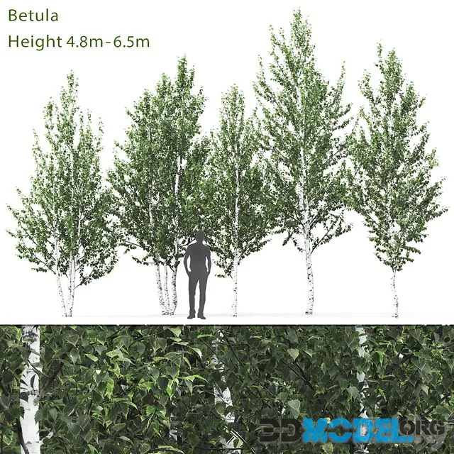 3D Model – Birch