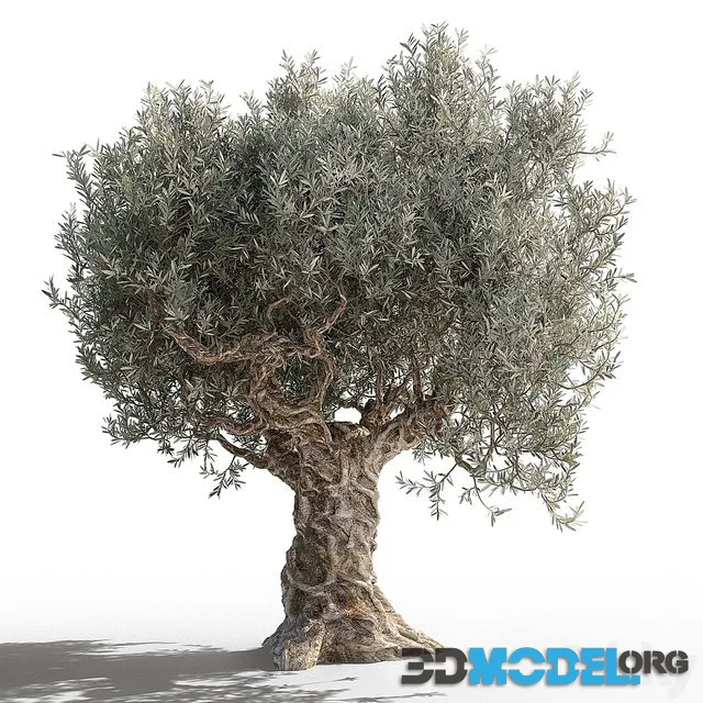 3D Model – Olive tree 2