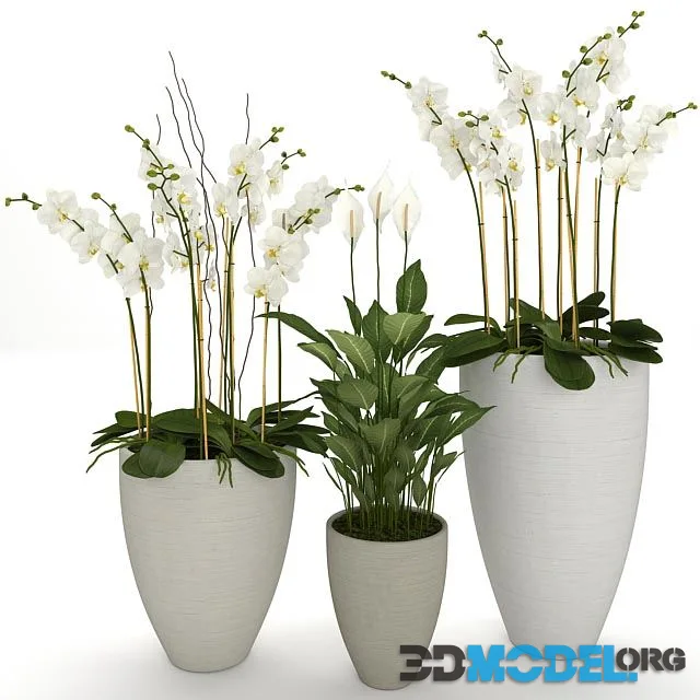 3D Model – ORCHID