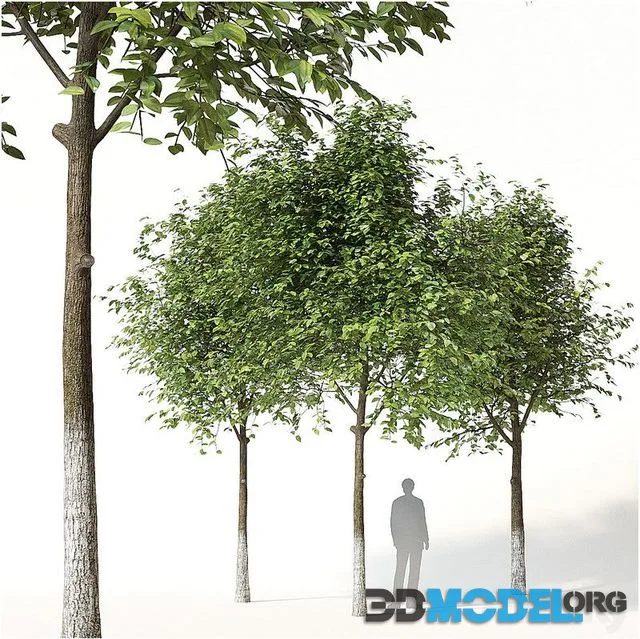 3D Model – Trees 1