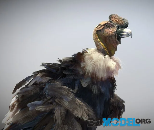 3D Model – Andean Condor